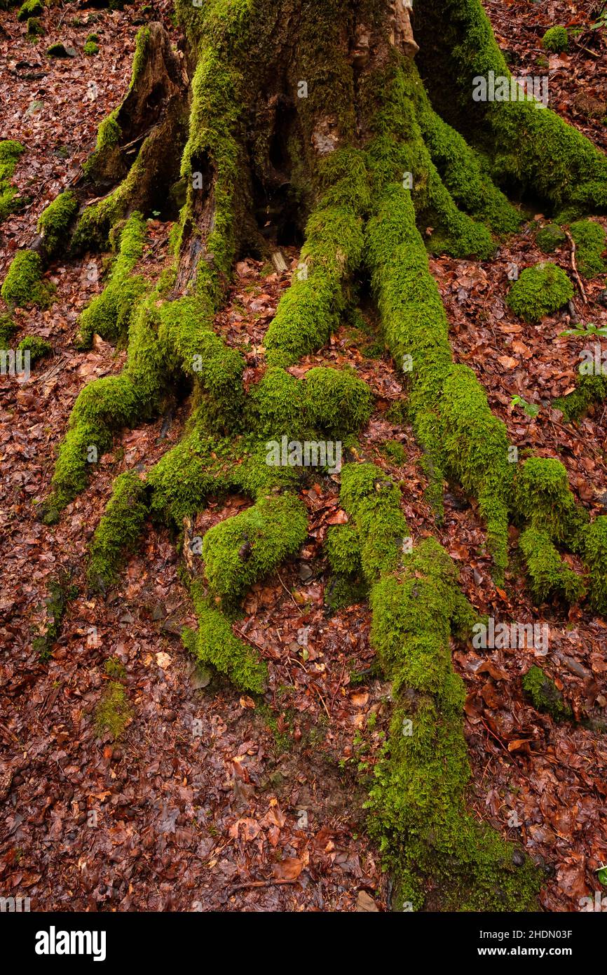 mossy, tree root, mossies, tree roots Stock Photo - Alamy