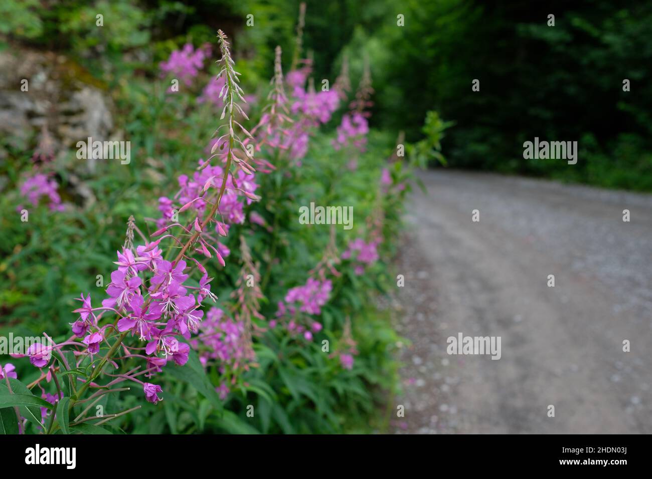 Fireweed fireweeds hi-res stock photography and images - Alamy