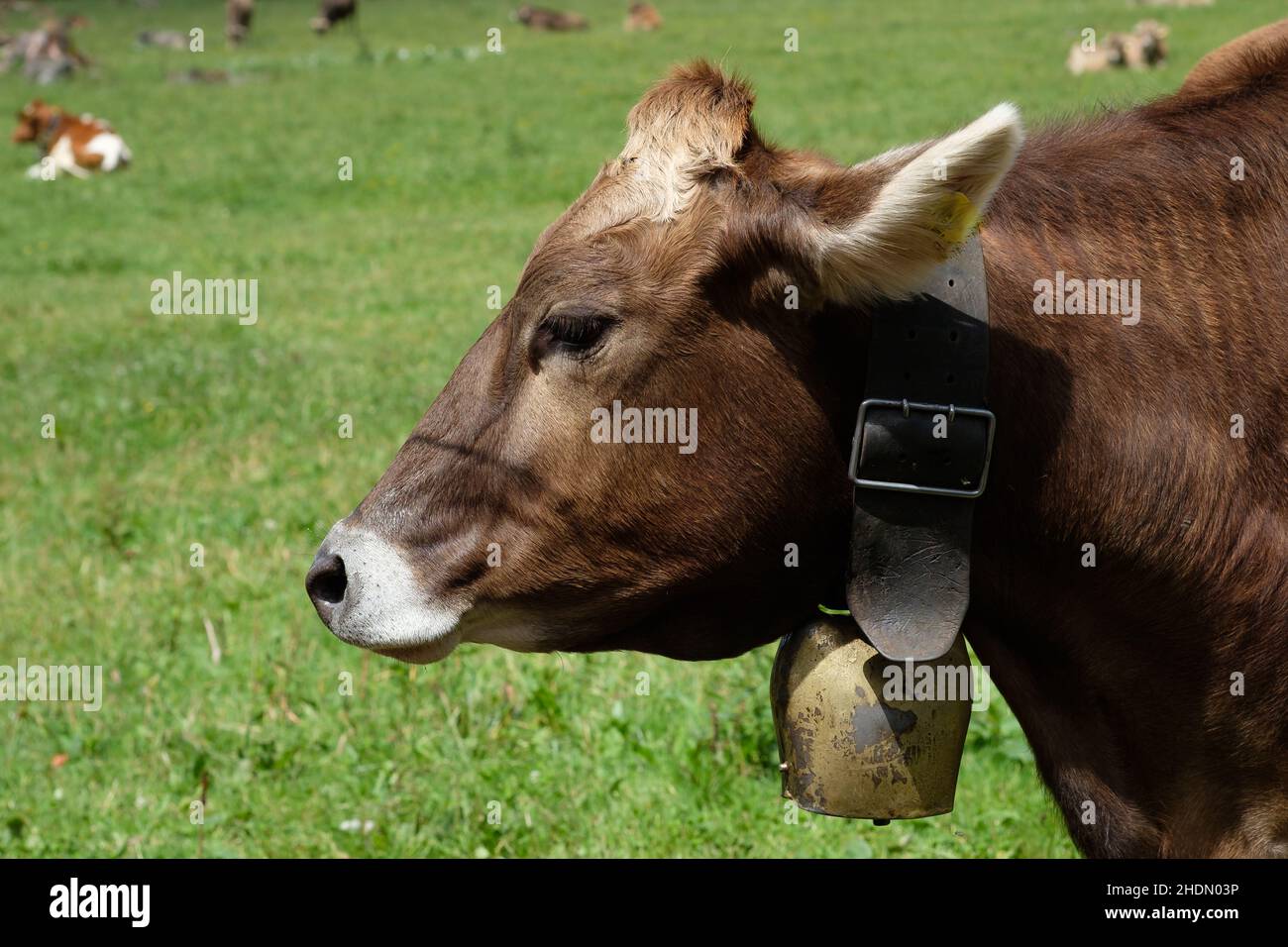 Allgaus hi-res stock photography and images - Alamy