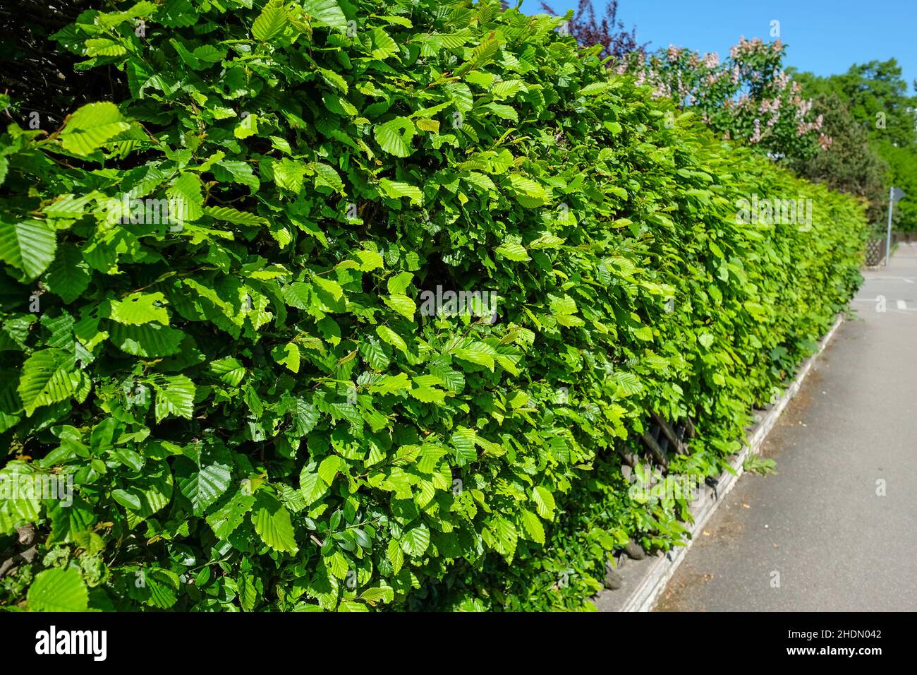 Suburban hedges hi-res stock photography and images - Alamy