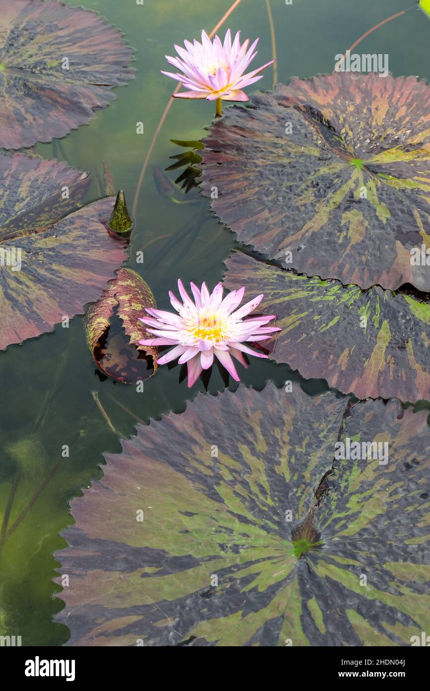 Rose ponds hi-res stock photography and images - Alamy