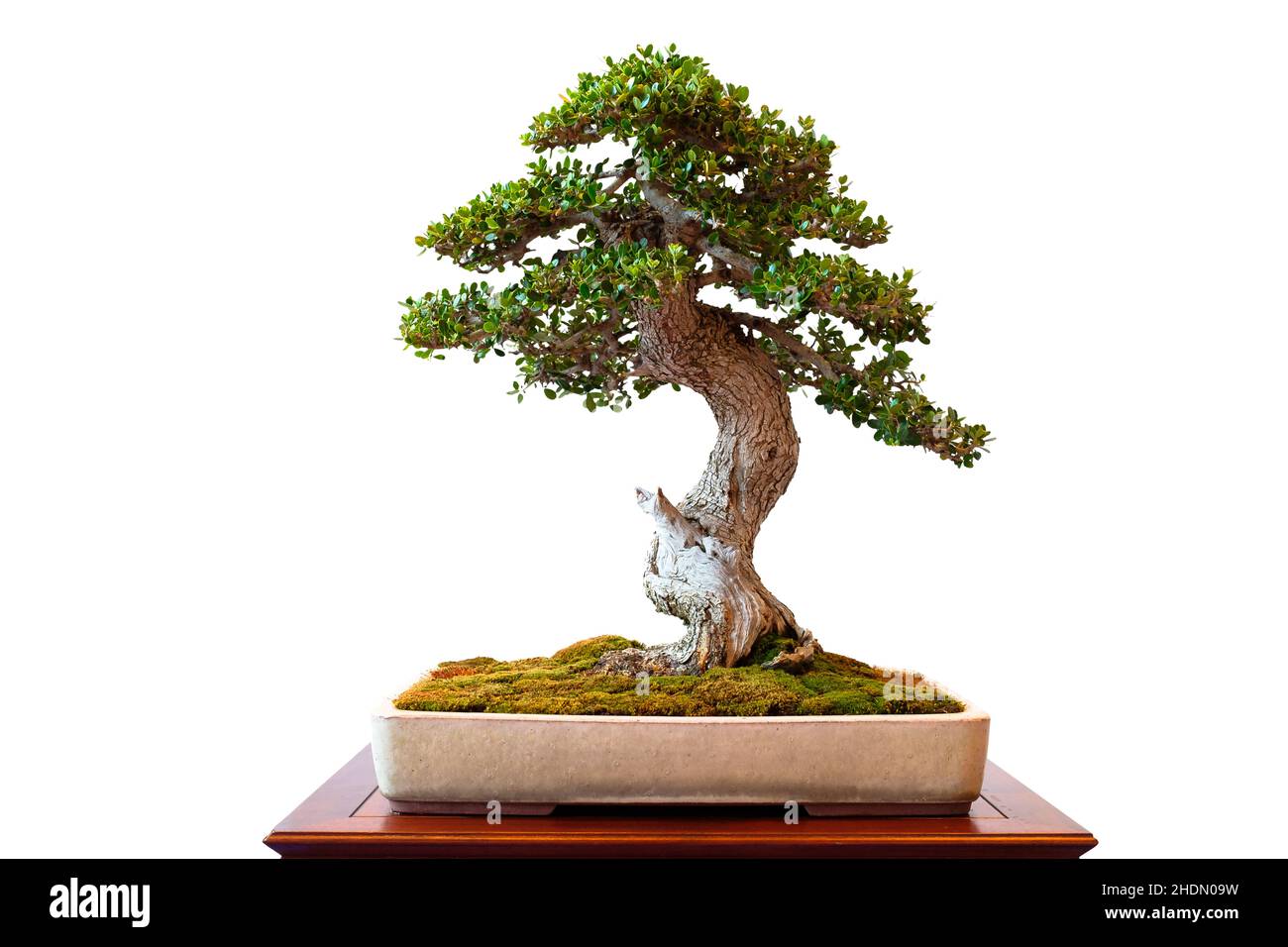 olive tree, bonsai tree, olive trees, bonsai, bonsai trees Stock Photo ...