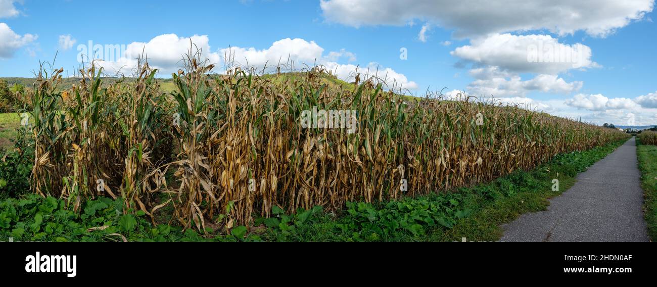 drought, maize plant, maize, aridity, droughts, drouth, dry, corn ...