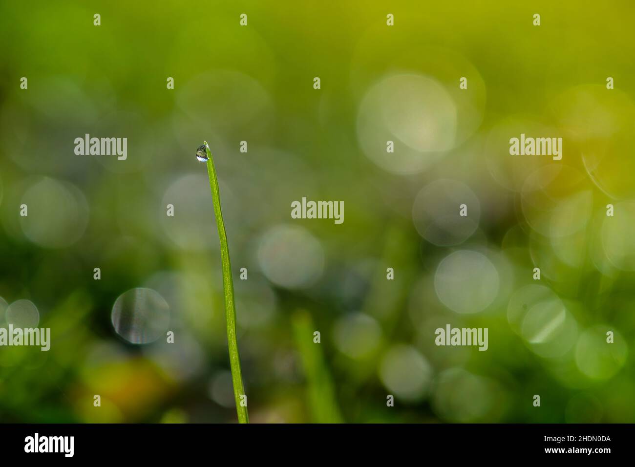 Halms hi-res stock photography and images - Alamy