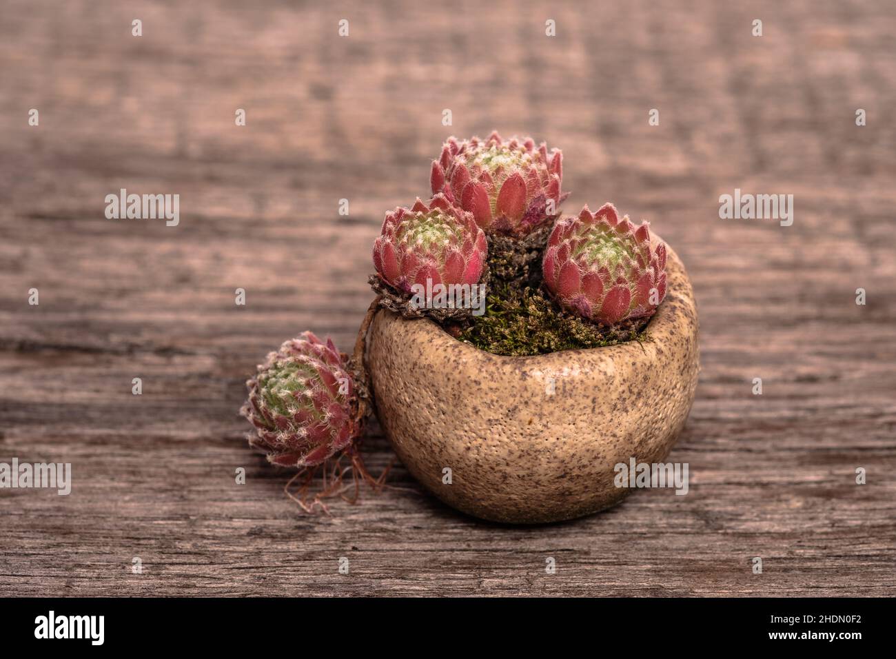 houseleek, sempervivum, houseleeks, sempervivums Stock Photo - Alamy