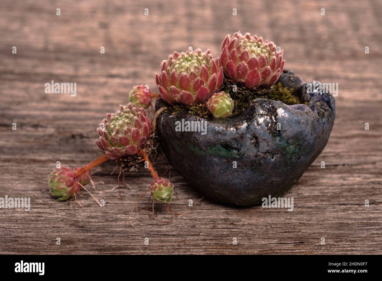 houseleek, sempervivum, houseleeks, sempervivums Stock Photo - Alamy