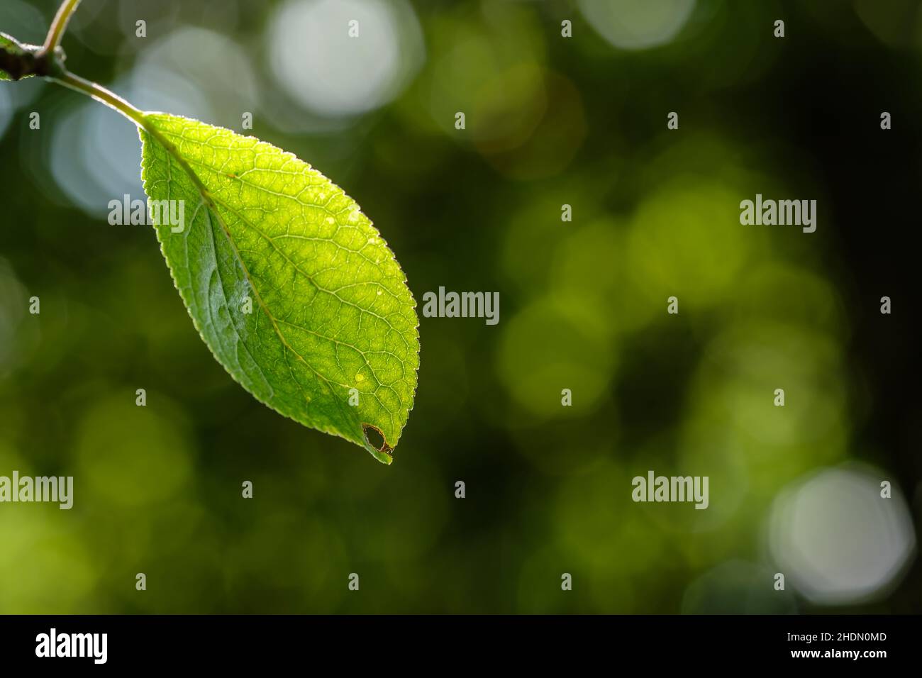 Plum veins hi-res stock photography and images - Alamy
