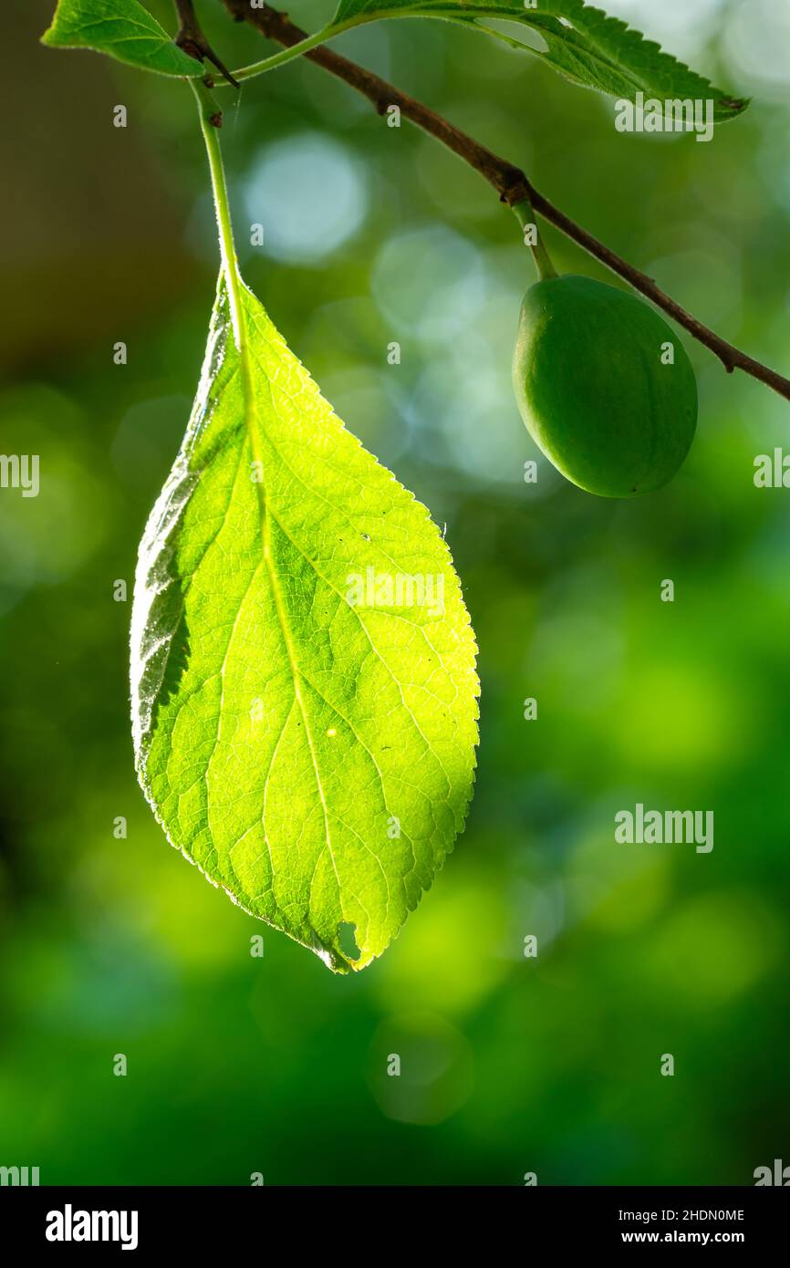Plum vein hi-res stock photography and images - Alamy