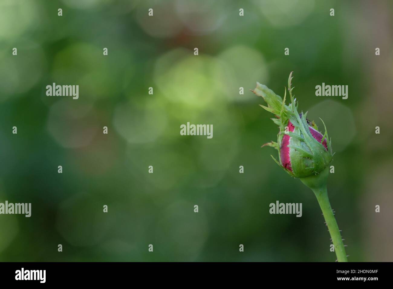 Rosebud close ups hi-res stock photography and images - Alamy