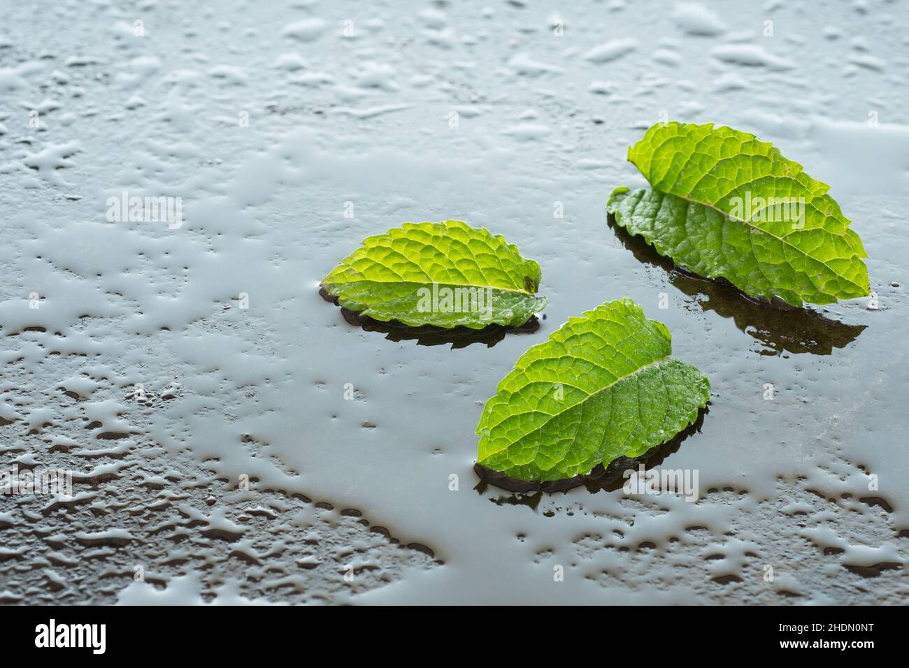 Mint bloom mints hi-res stock photography and images - Alamy