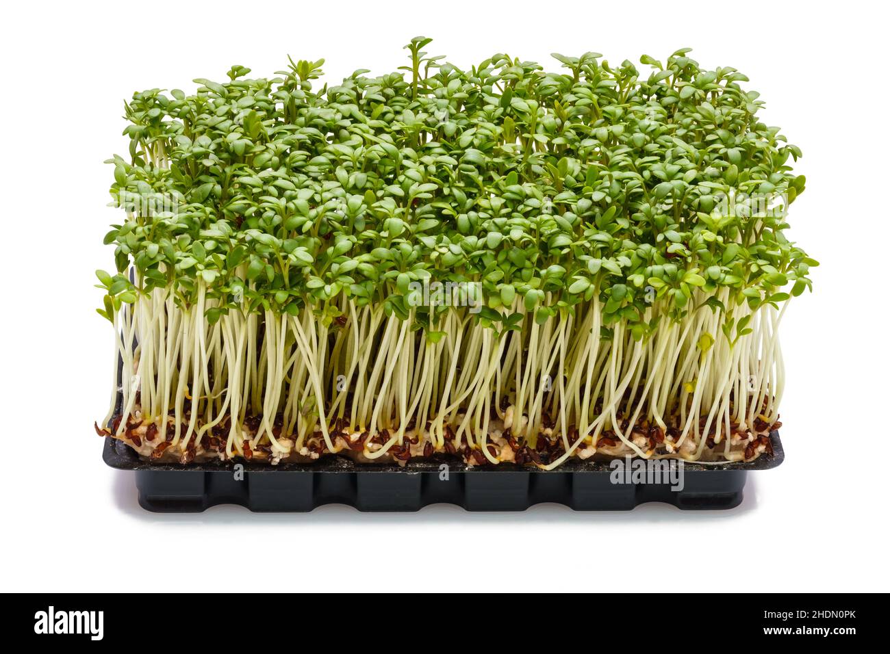 cress, garden cress Stock Photo - Alamy