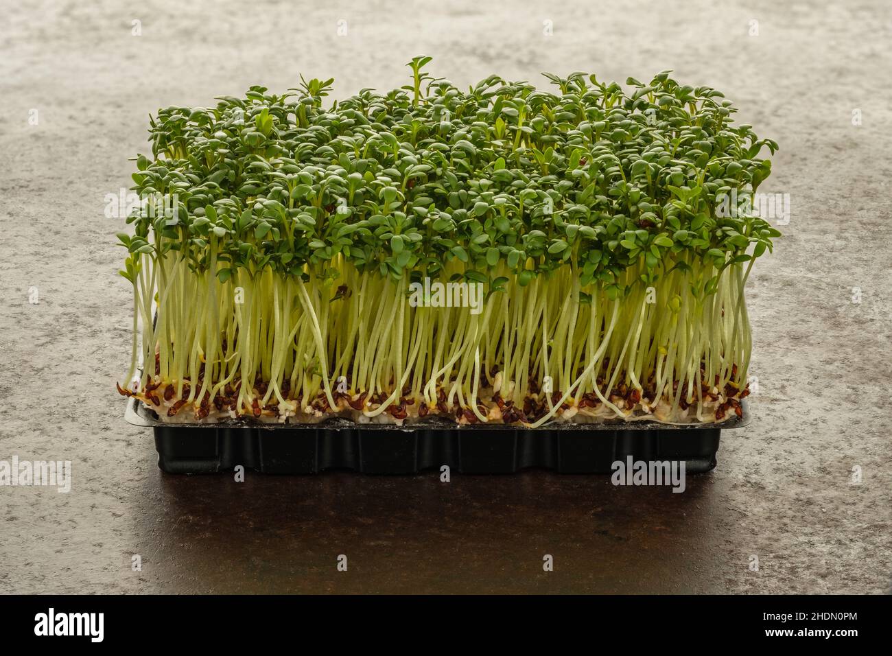 Cress germinating hi-res stock photography and images - Alamy