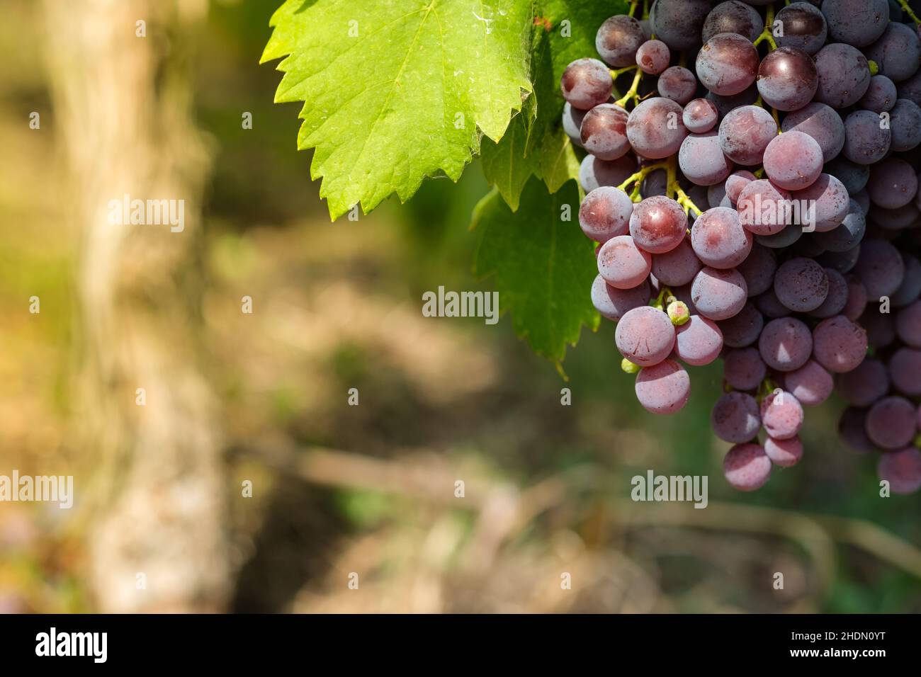 Pinot noir grape vines hi-res stock photography and images - Alamy
