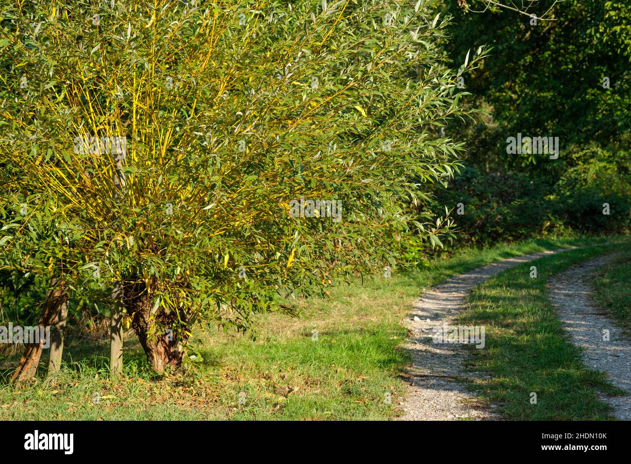 Osier bush hi-res stock photography and images - Alamy