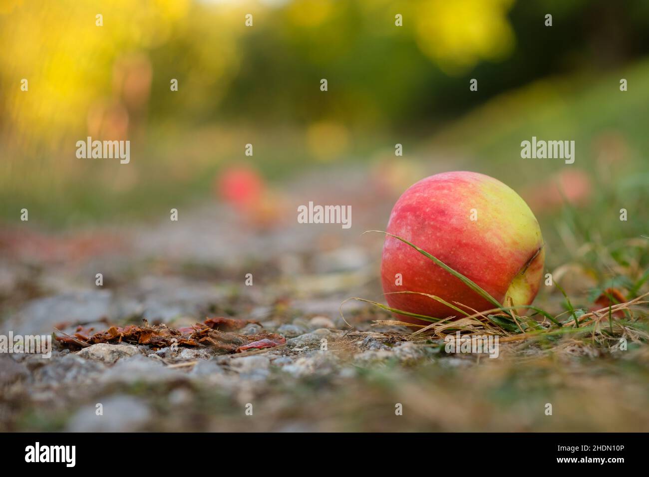 apple, fruit, orchard, apples, fruits, orchards Stock Photo - Alamy