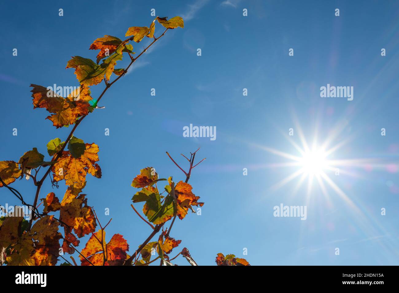 sunbeams, vine leaves, sun beams, sun ray, sun rays, sunbeam, sunray ...