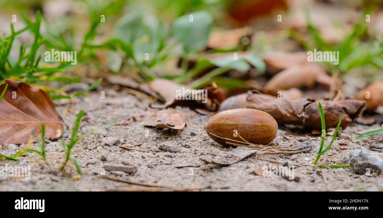 Ground acorns hi-res stock photography and images - Alamy