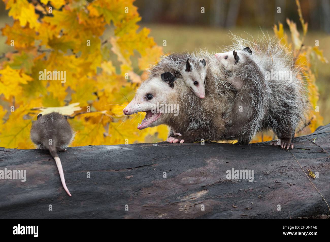 Virginia Opossum (Didelphis virginiana) Mother Mouth Open at Lone Joey ...