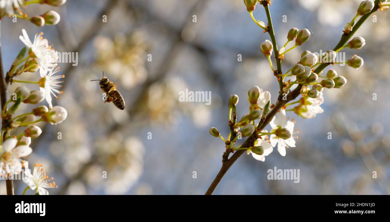 honey bee, landing, honey bees Stock Photo - Alamy
