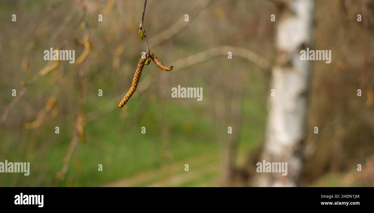 Birch tree with catkins hi-res stock photography and images - Alamy