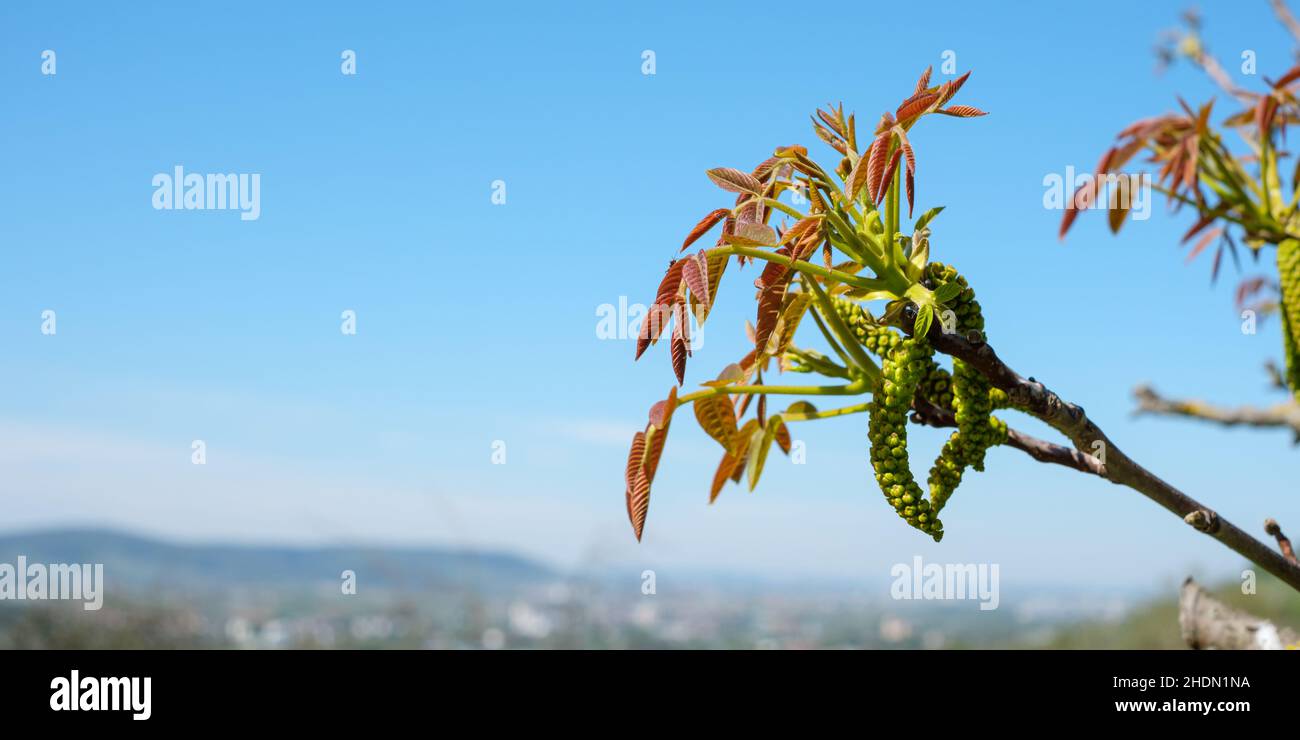Walnut blossoms hi-res stock photography and images - Alamy