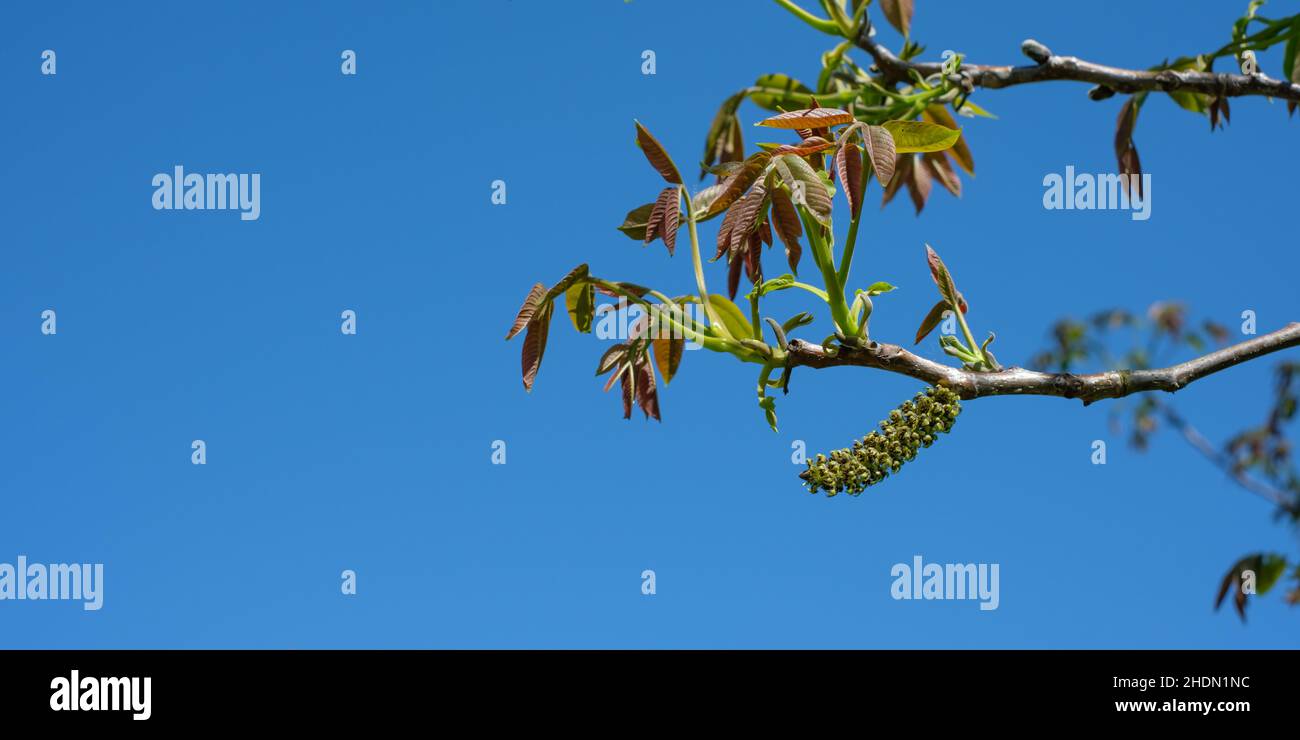 Walnut blossoms hi-res stock photography and images - Alamy