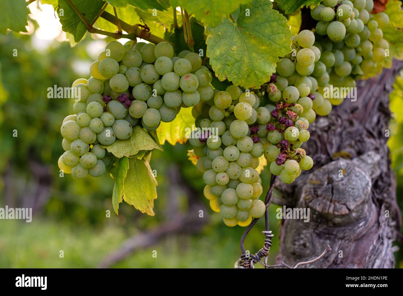 Grapes winegrowers winery hi-res stock photography and images - Alamy