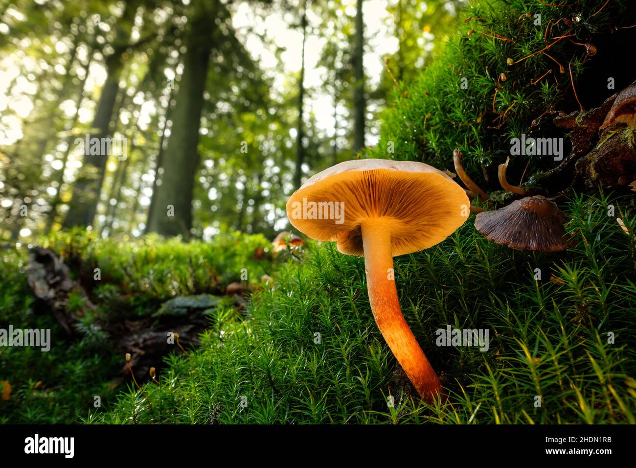 mushroom, lamella, mushrooms, lamellas Stock Photo - Alamy