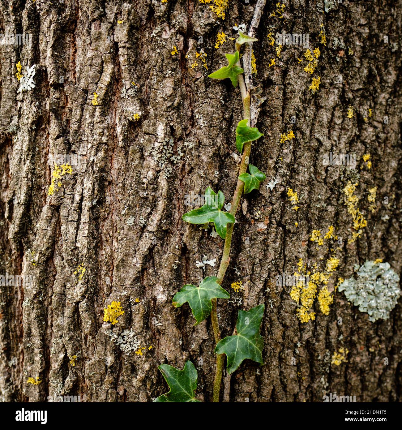 Tree trunk common ivy hi-res stock photography and images - Alamy