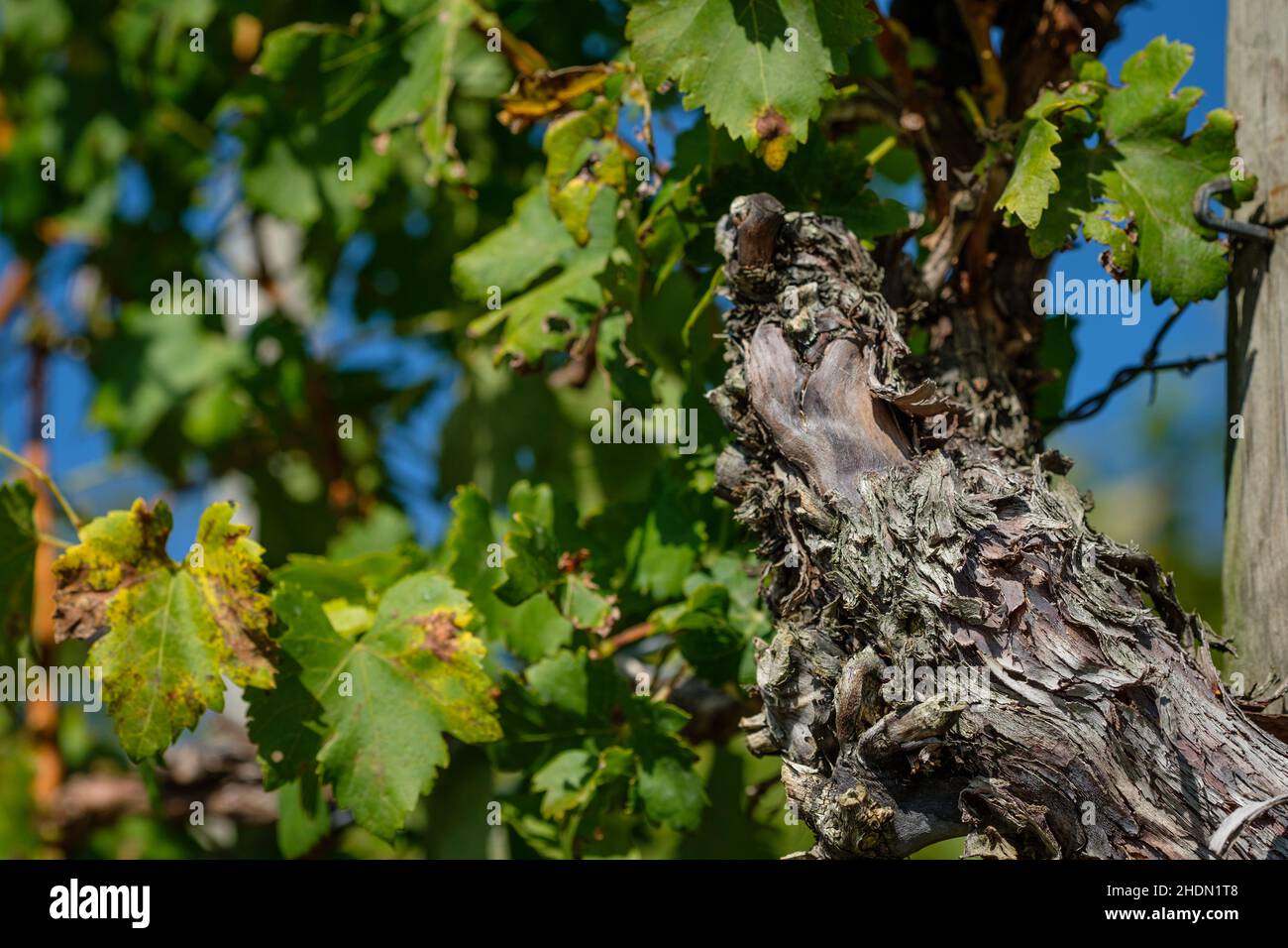 Gnarleds hi-res stock photography and images - Alamy