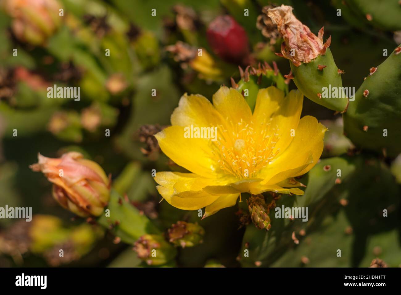 Opuntias hi-res stock photography and images - Alamy
