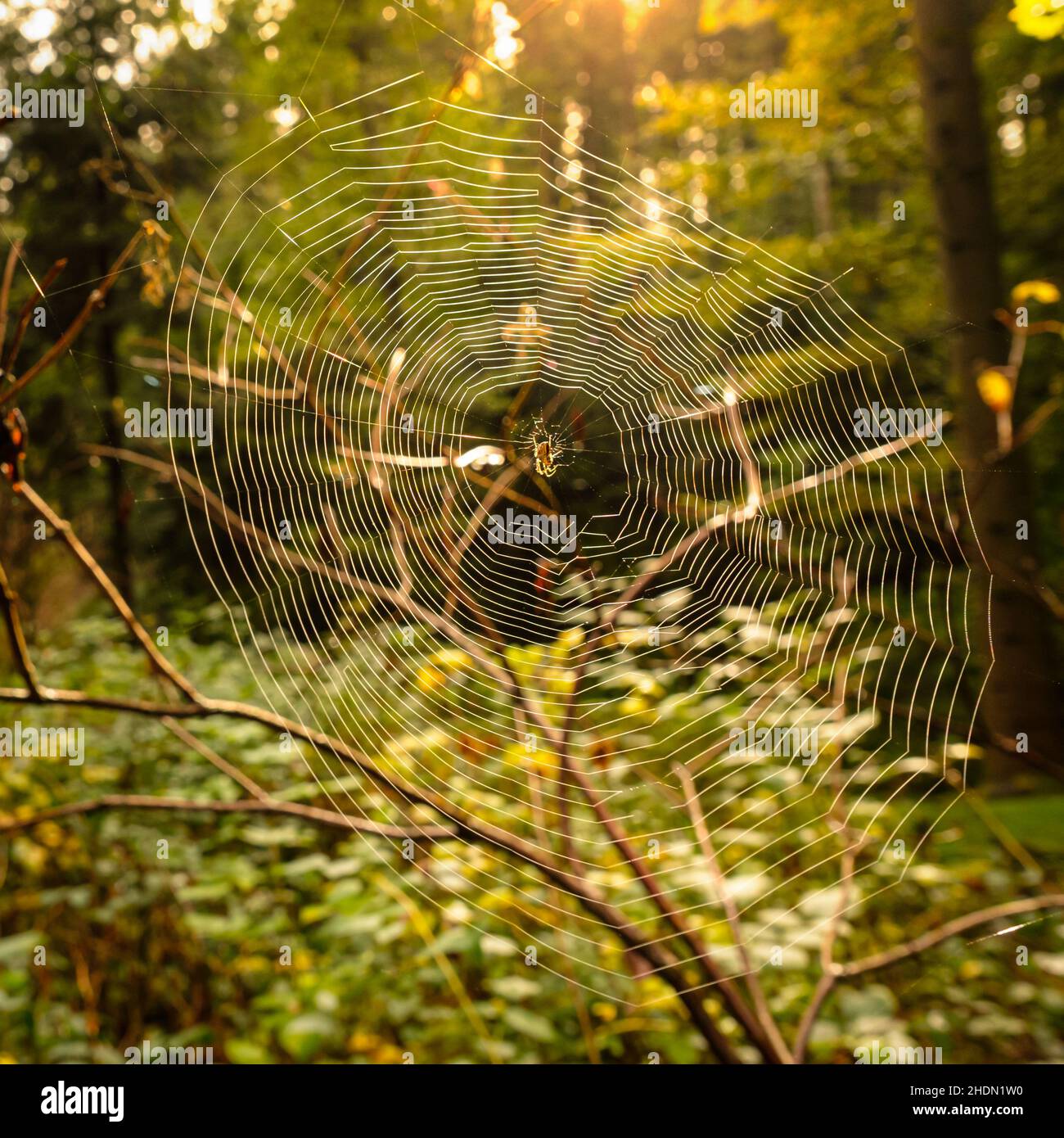 spider web, spider, spider webs, spiders Stock Photo - Alamy