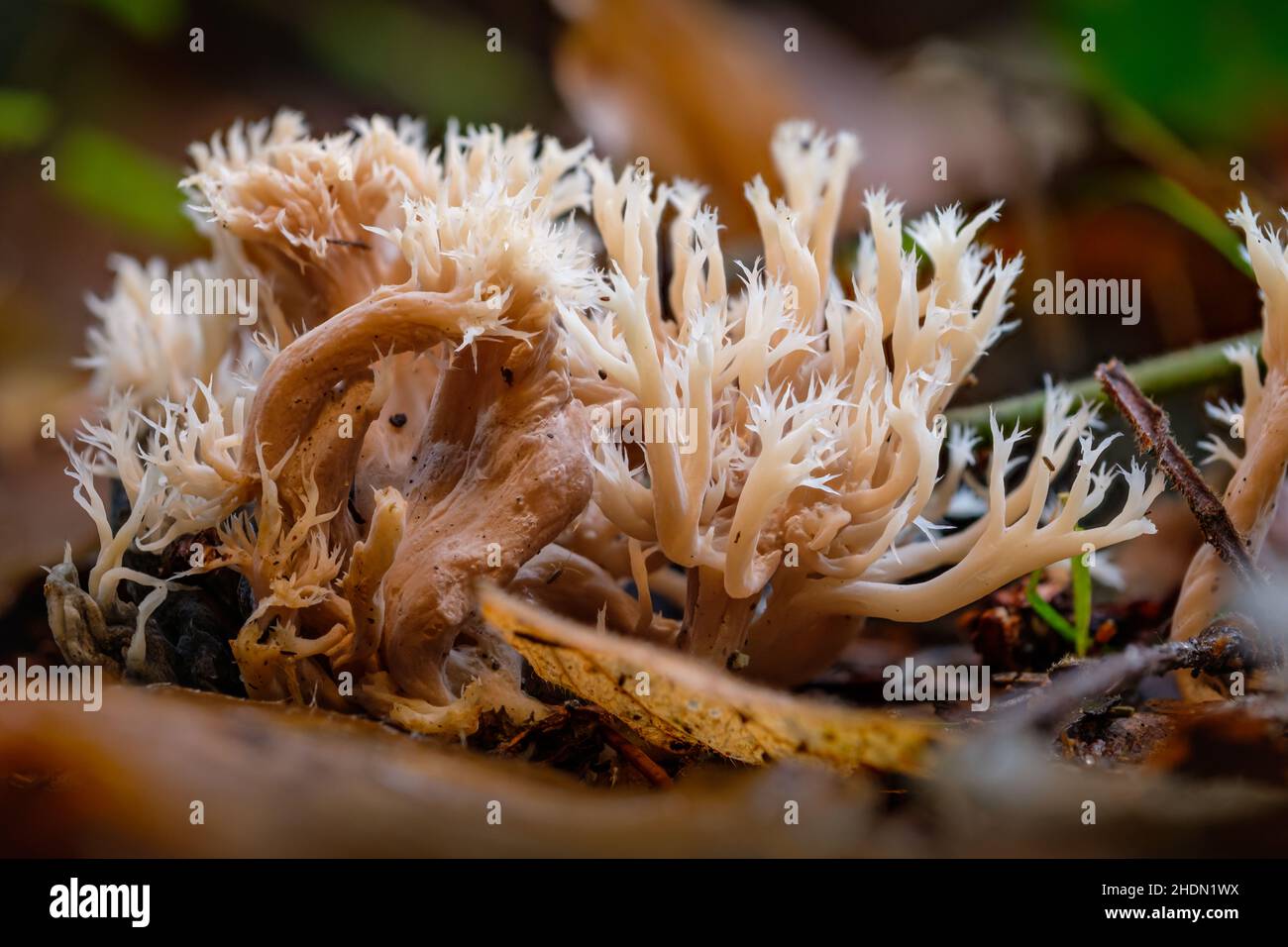 Ramaria pallida mushroom hi-res stock photography and images - Alamy