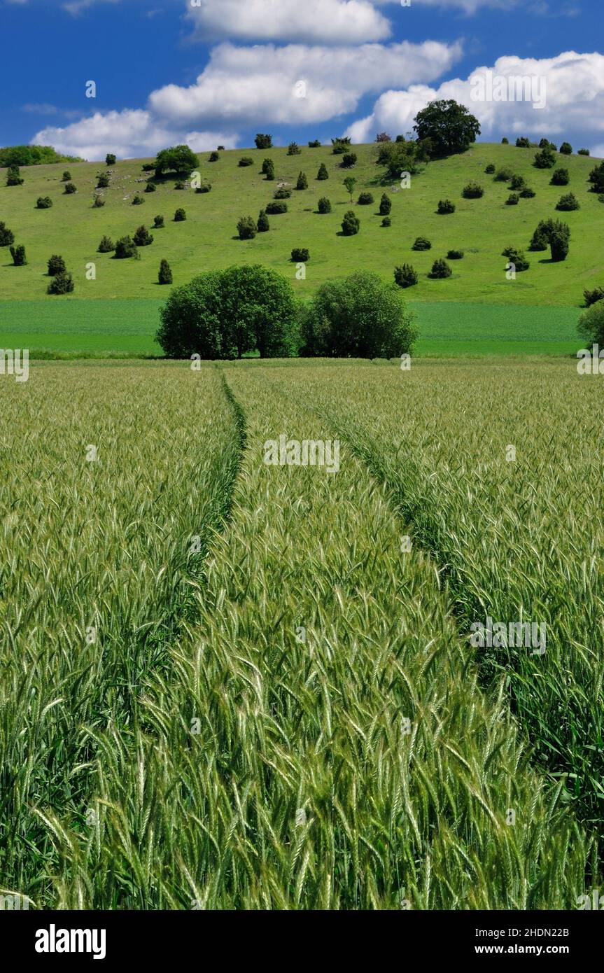 rye field, rye fields Stock Photo - Alamy