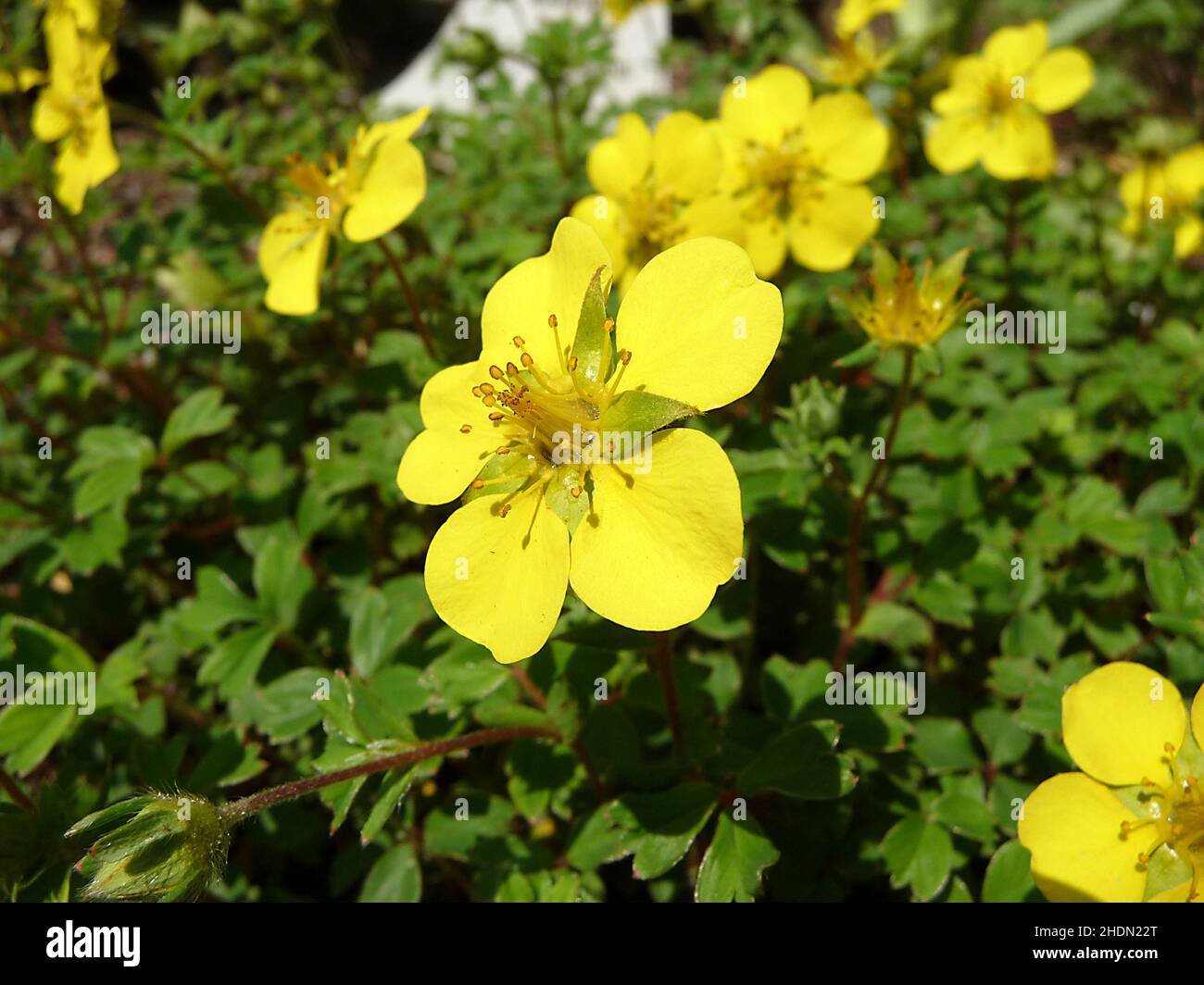 Plant cinquefoil plant hi-res stock photography and images - Alamy