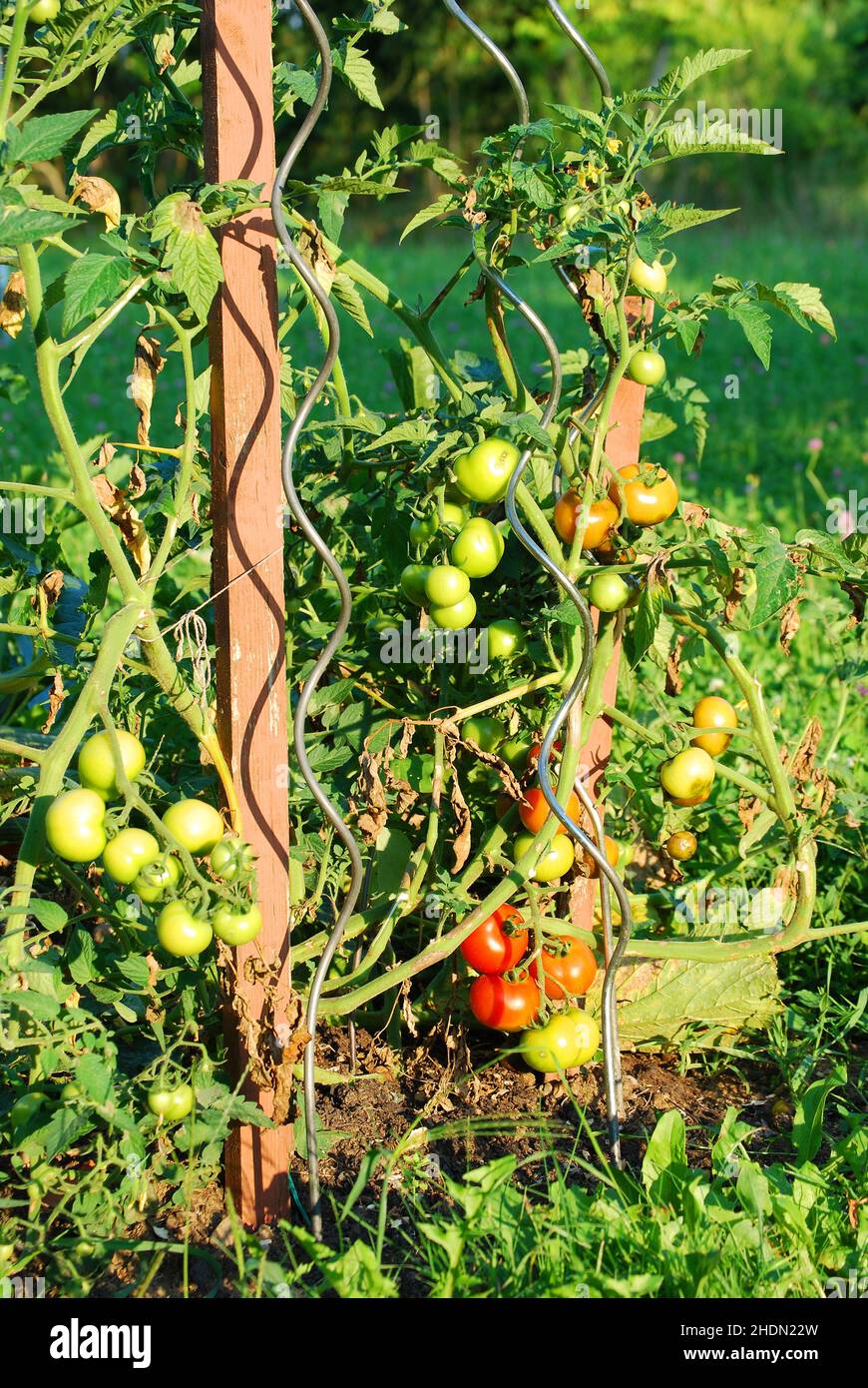 tomato plant, tomato bush, tomato plants, tomato bushs Stock Photo - Alamy