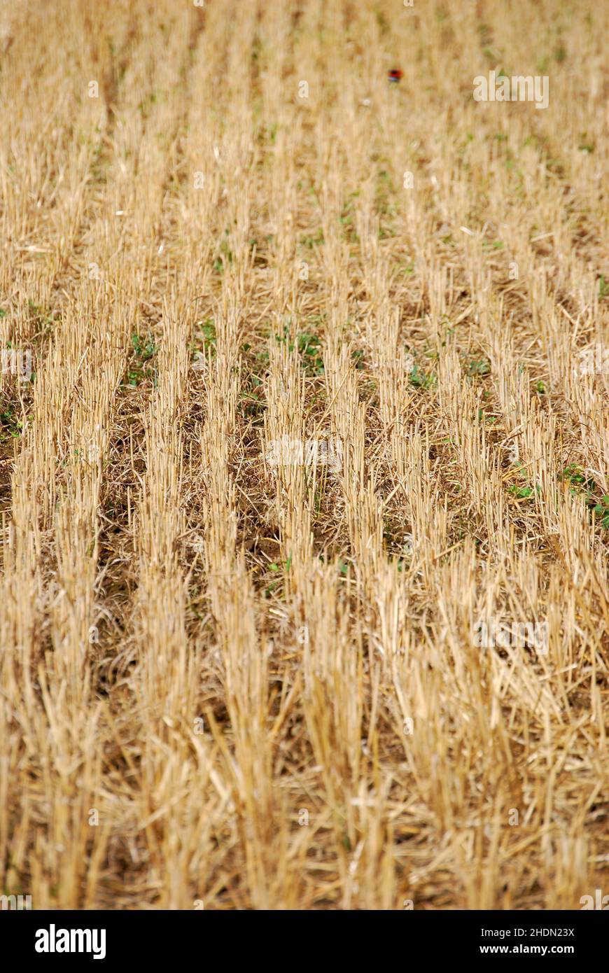 wheat field, corn field, field stubble, wheat fields, corn fields ...