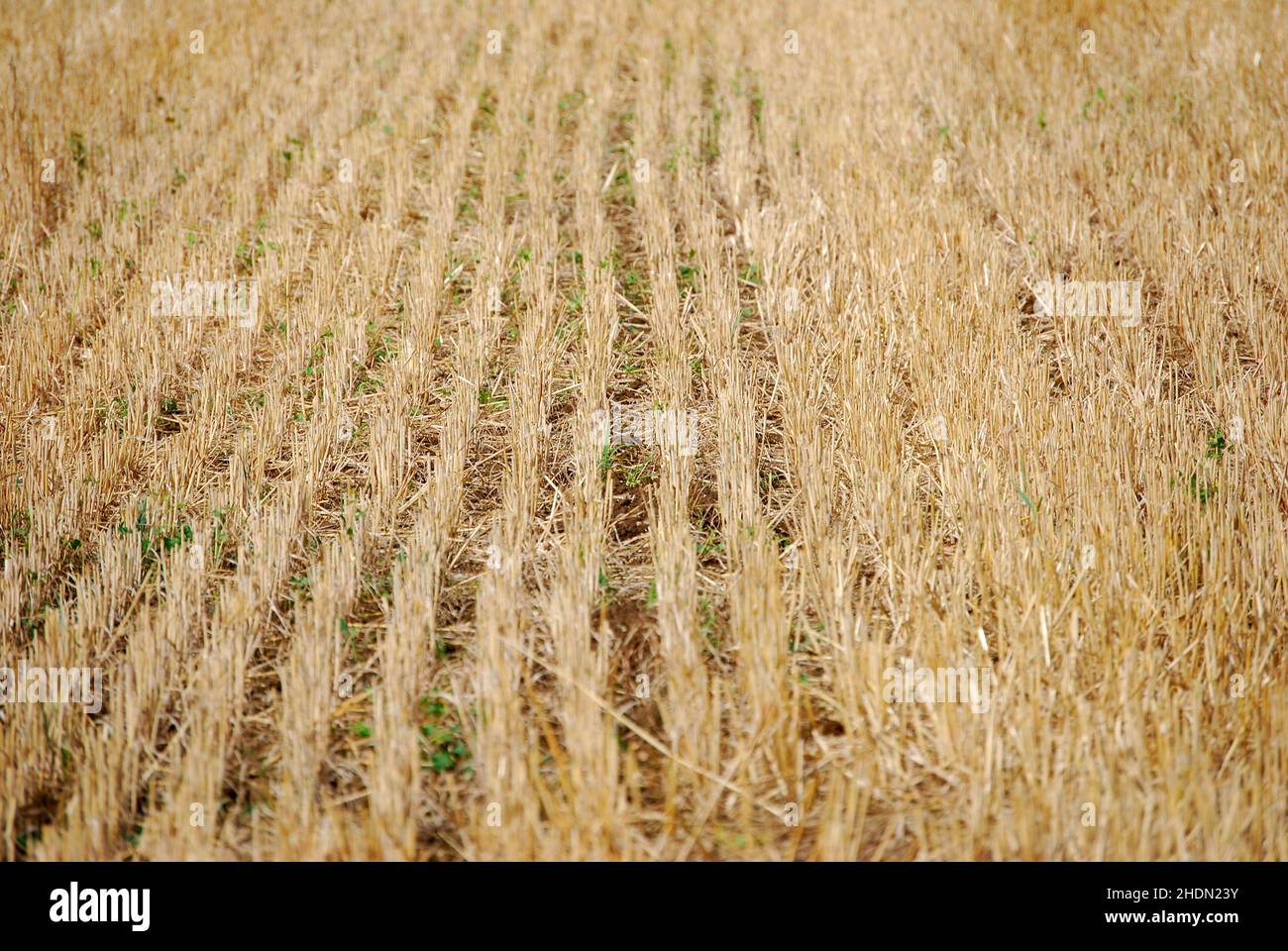 wheat field, corn field, field stubble, wheat fields, corn fields ...