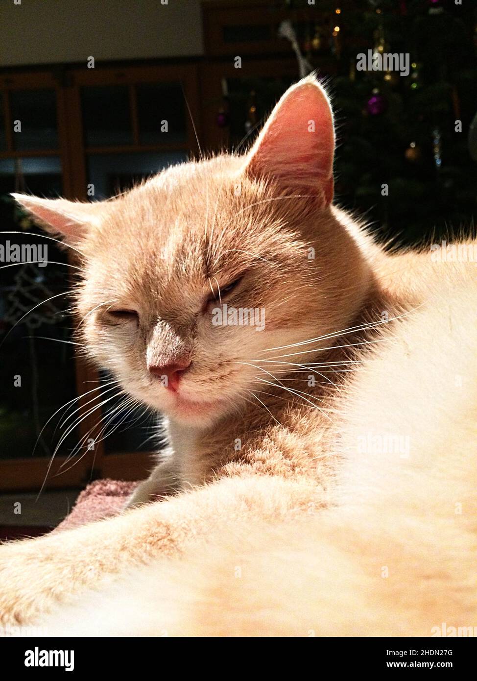 sunlight, cat, napping, sun ray, sun rays, sunbeam, sunbeams, sunlights ...