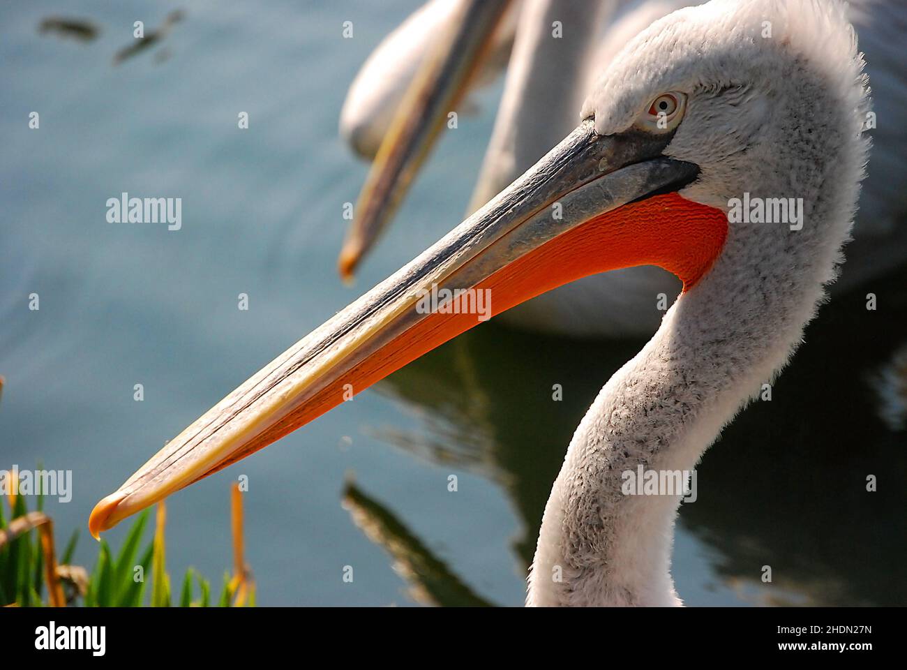 Pelican pouch beak hi-res stock photography and images - Alamy