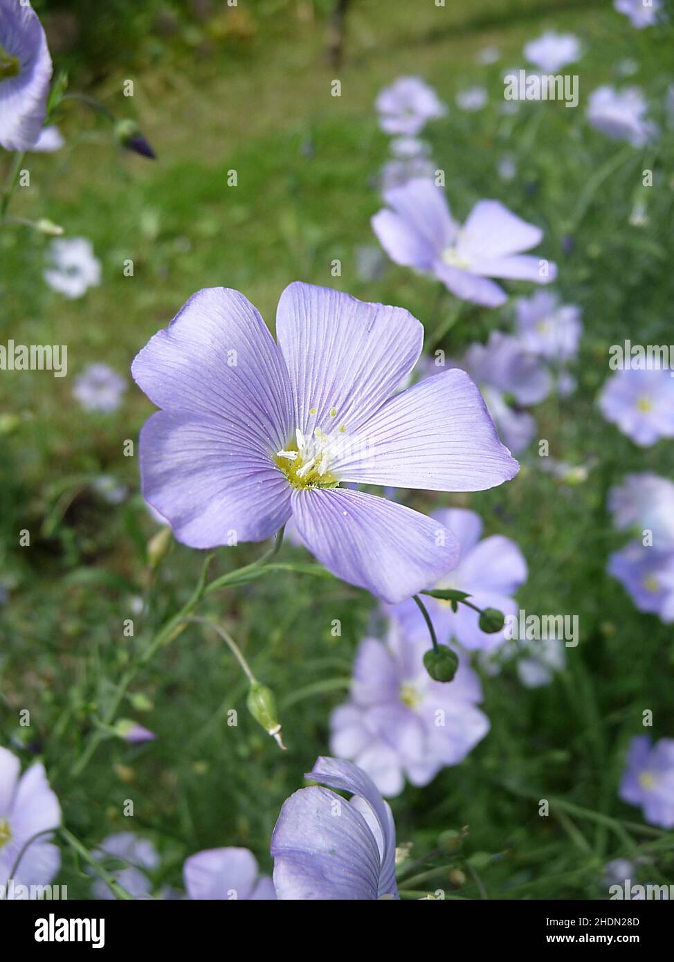 Natur flax hi-res stock photography and images - Alamy