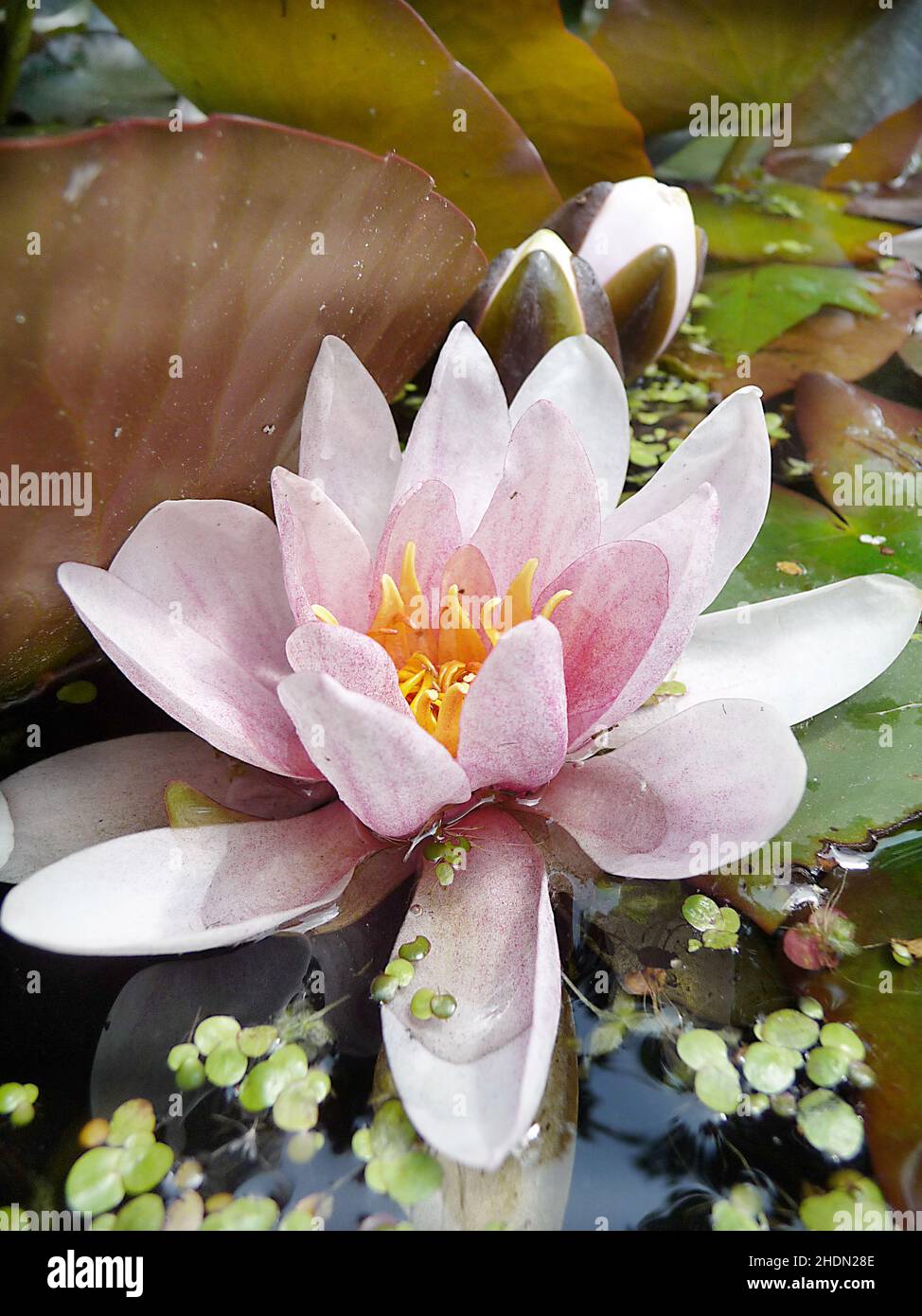 water lily pad, lily pad, lily pads, water lilies, water lily, water ...