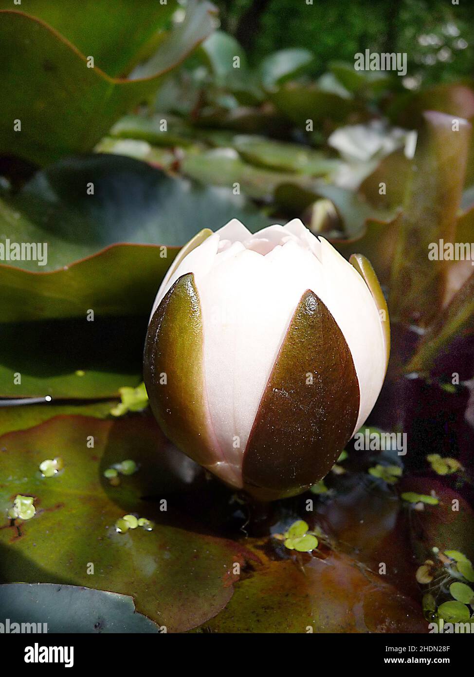 water lily, bud, water lilies, waterlilie, waterlilies, buds Stock ...