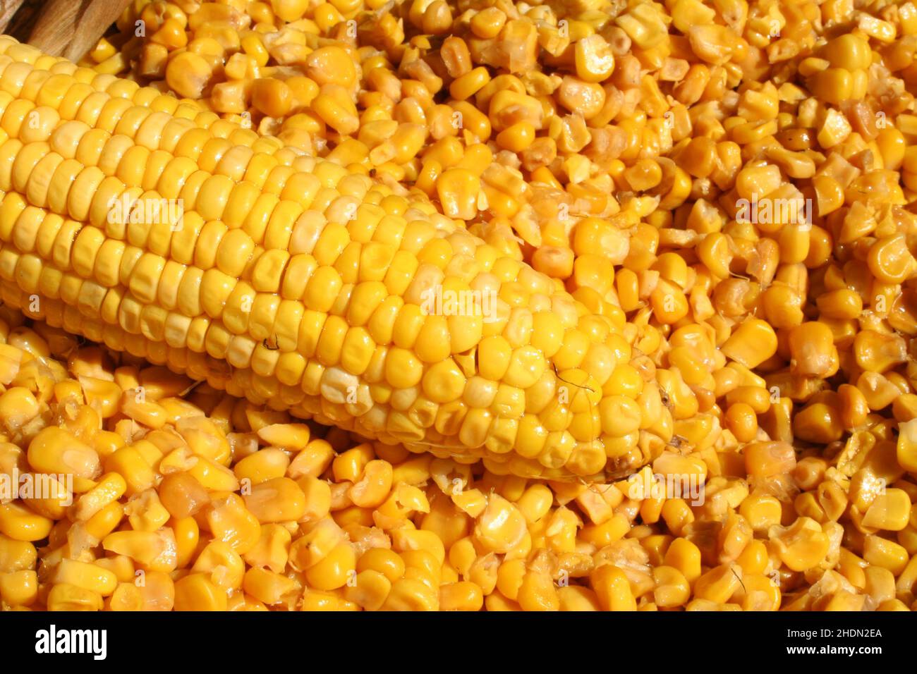 Fresh Roasted Yellow Corn at County Fair Stock Photo - Alamy