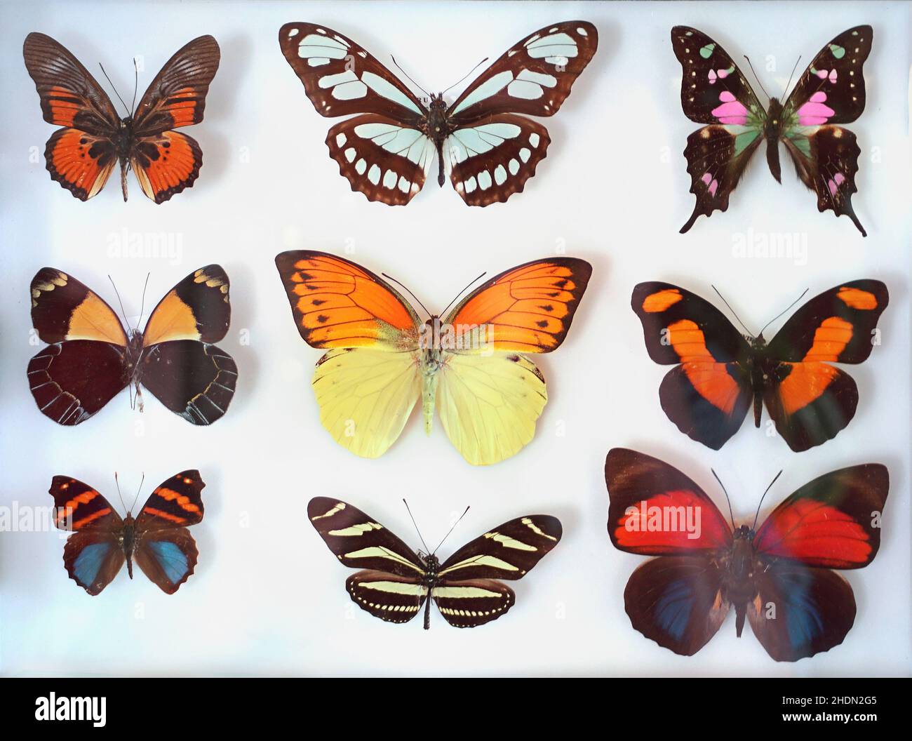 Various butterflies hi-res stock photography and images - Alamy