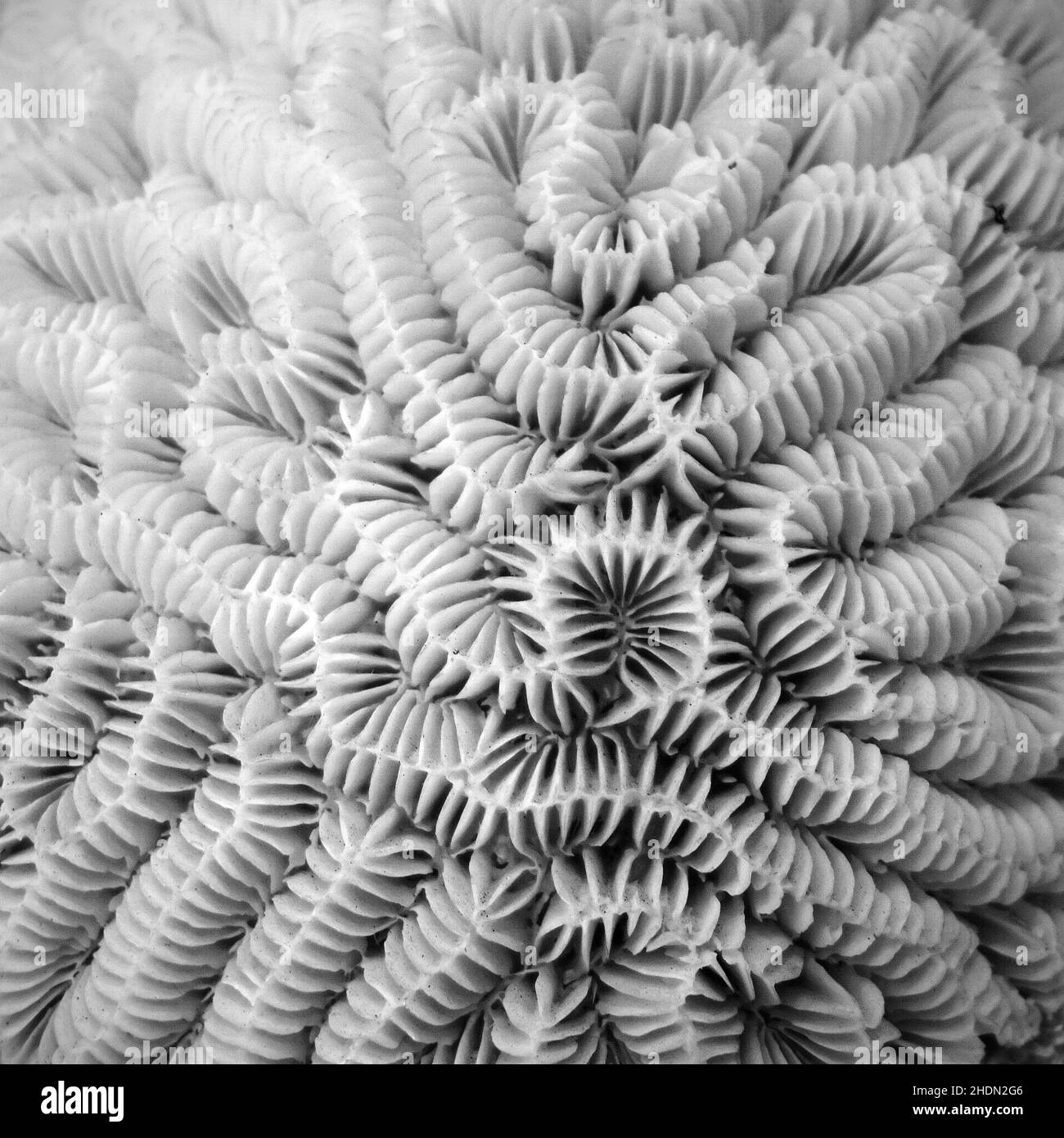 pattern, coral, symmetrical brain coral, patterns, corals Stock Photo ...