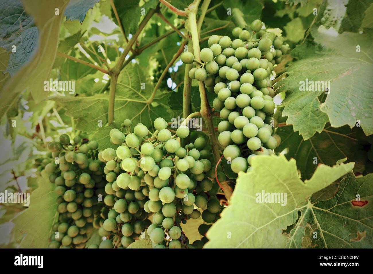 grapes, unripe, degree of maturity, grape, unripes Stock Photo - Alamy