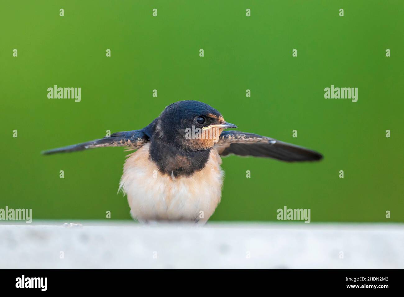 Barn Swallow, Hirundo rustica, chicks being fed.. A large group of ...