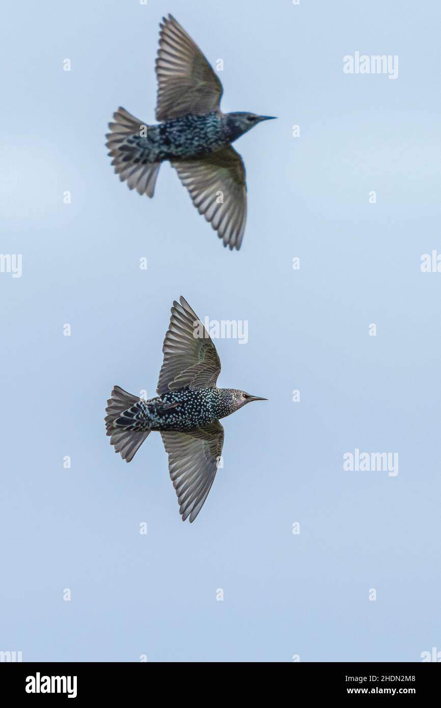 A flock of common starling birds Sturnus vulgaris migration in flight ...