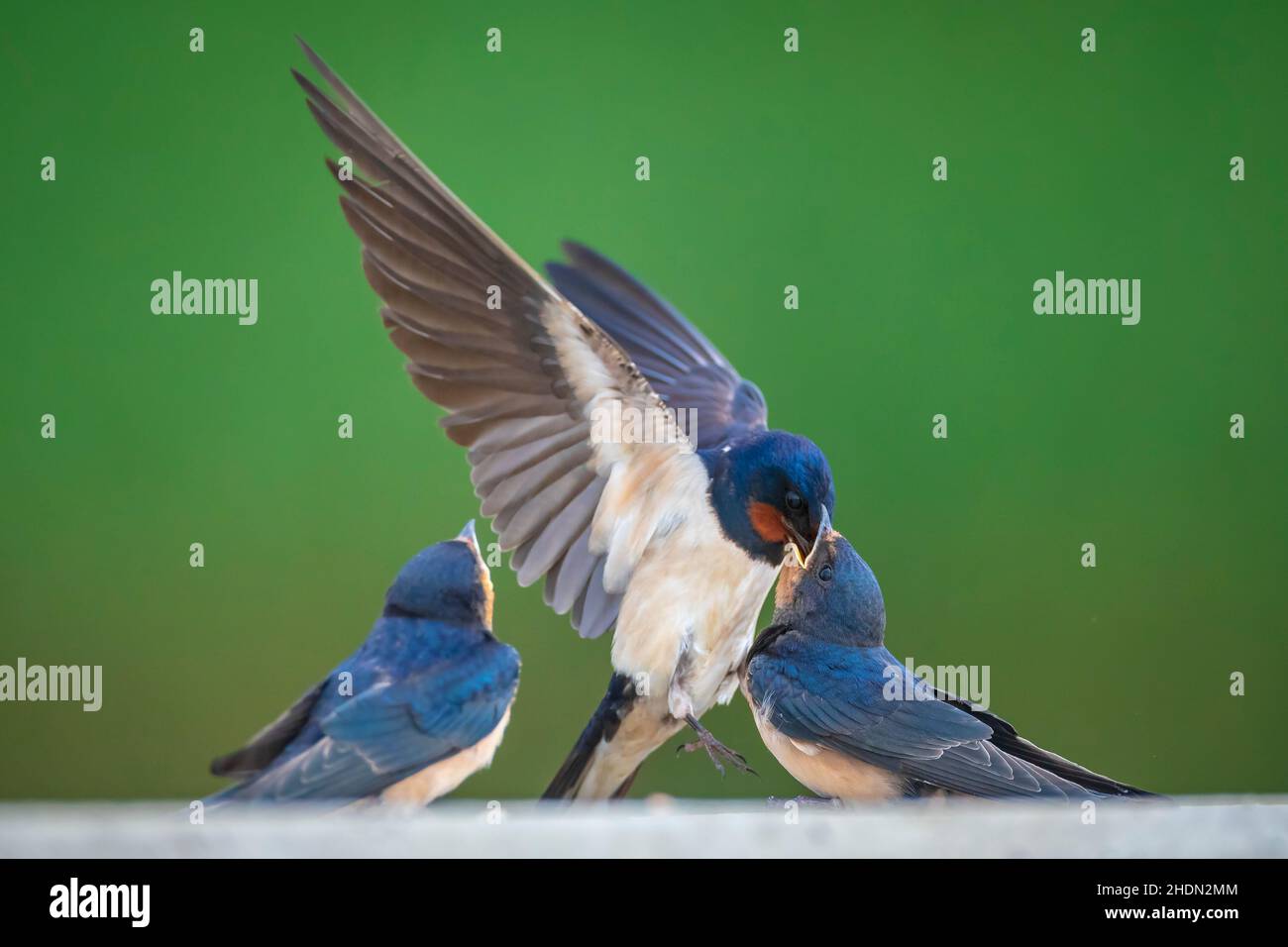 Barn Swallow, Hirundo rustica, chicks being fed.. A large group of ...